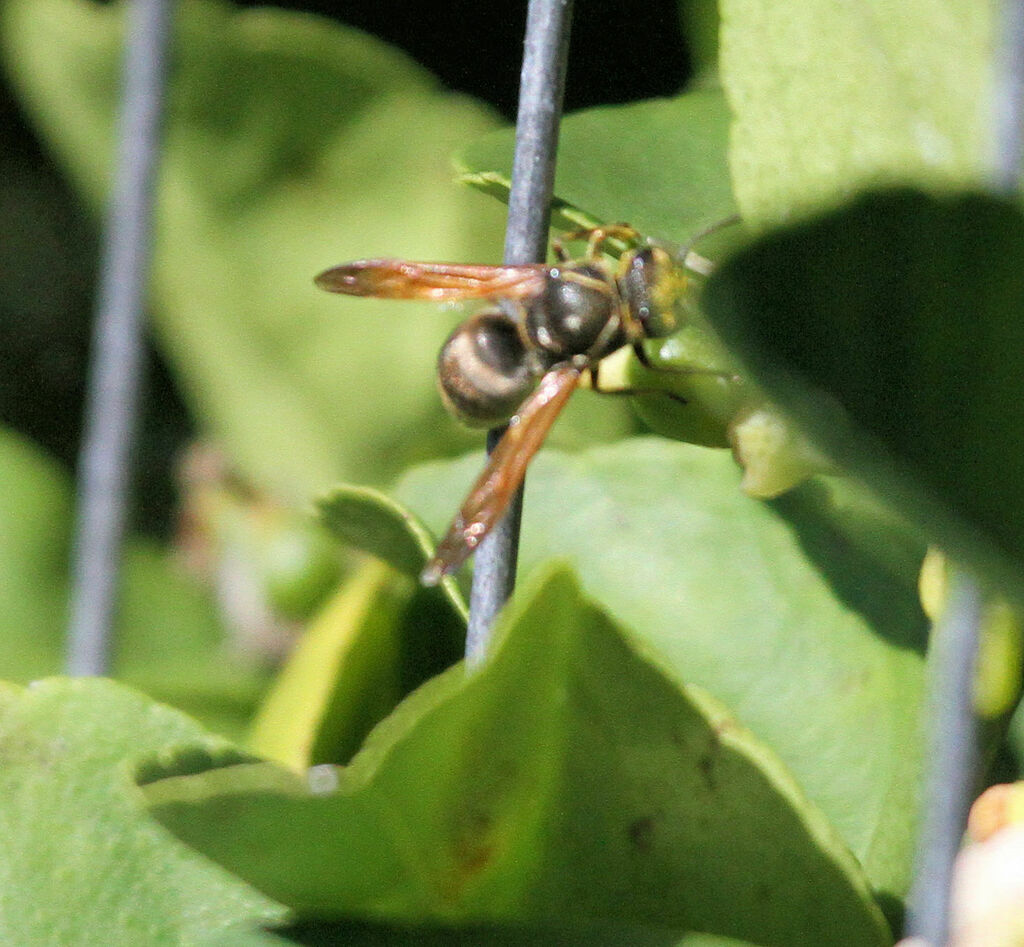 Keyhole Wasp from Cameron County, TX, USA on January 22, 2023 at 01:52 ...