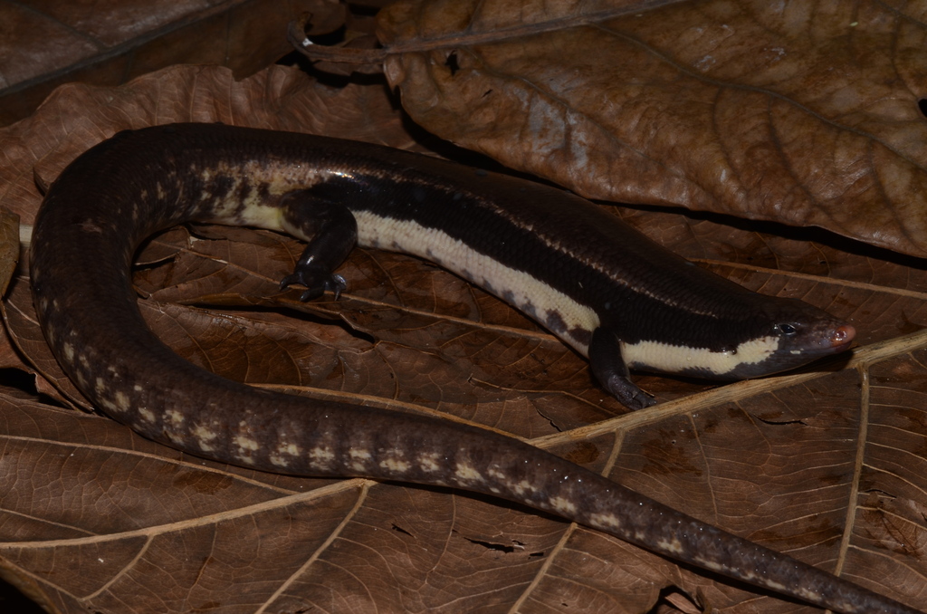 Sphenomorphus muelleri in March 2015 by Eric N. Rittmeyer · iNaturalist