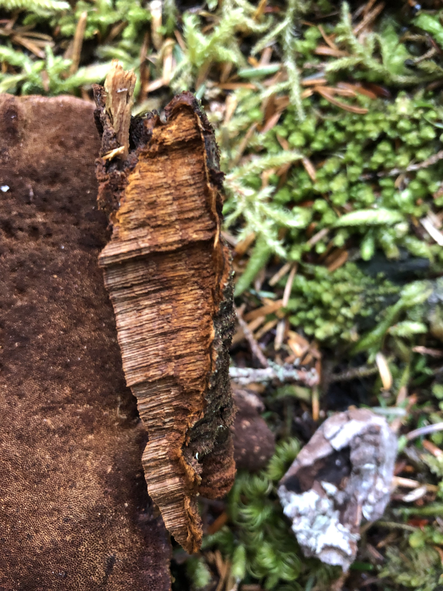 Porodaedalea pini (Brot.) Murrill