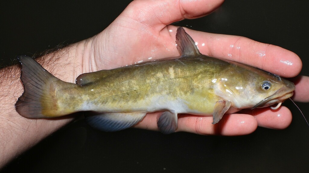 Brown Bullhead (Ameiurus nebulosus) - Marine Life Identification