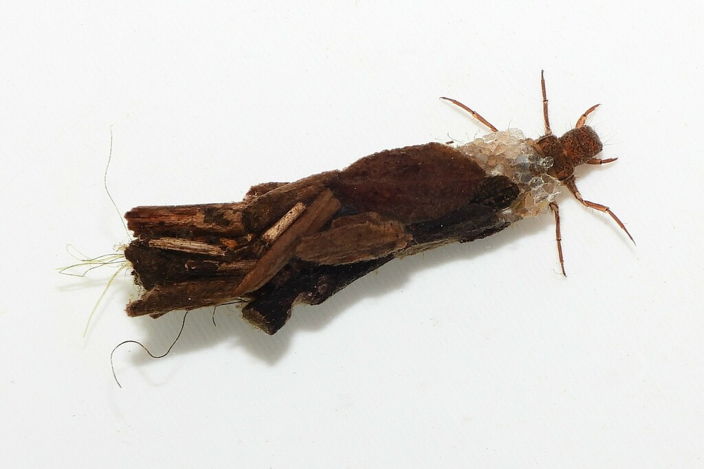 Pycnopsyche from Queen Anne's County, MD, USA on January 22, 2023 at 02 ...