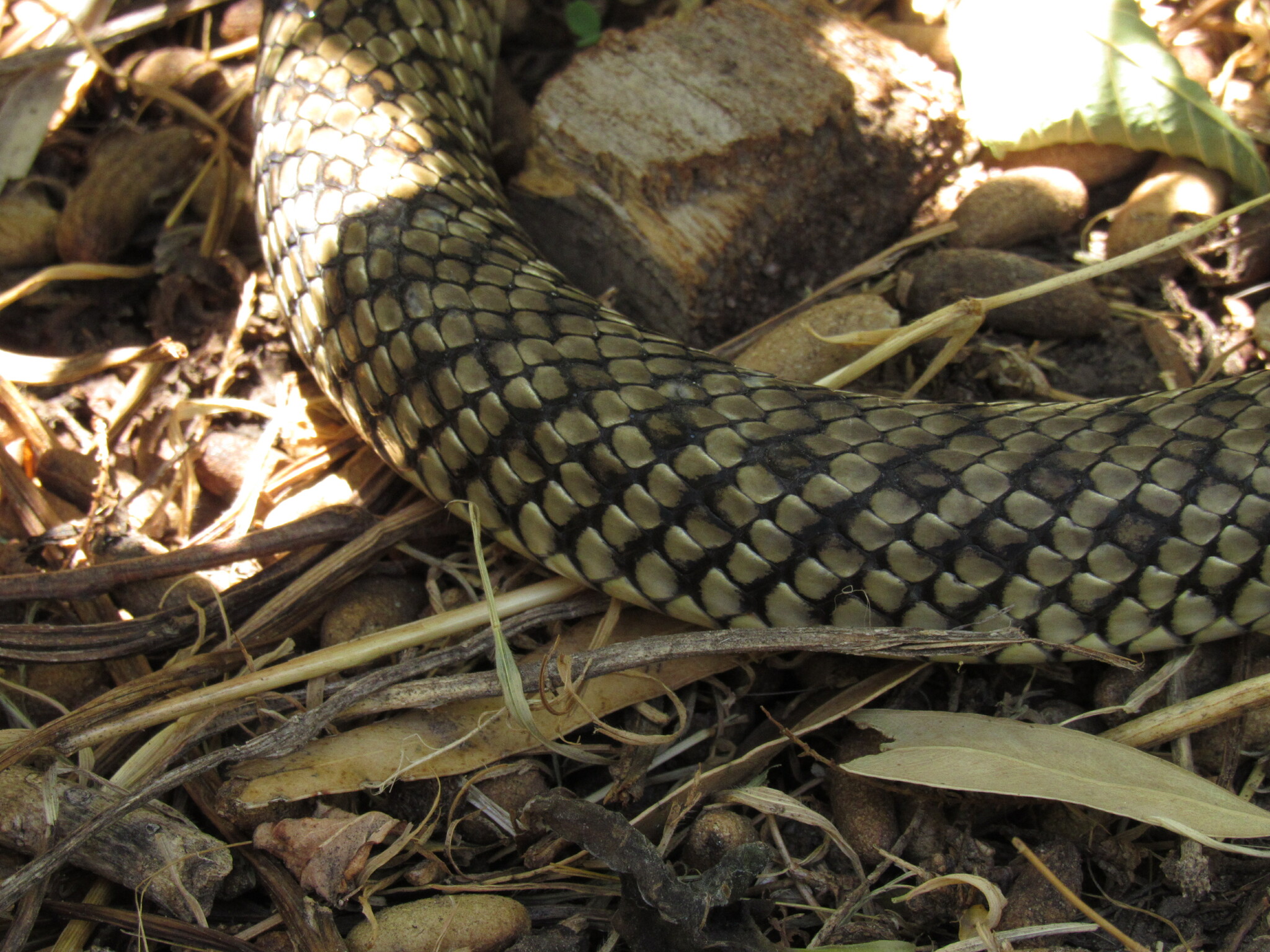 Philodryas patagoniensis (Girard, 1858)