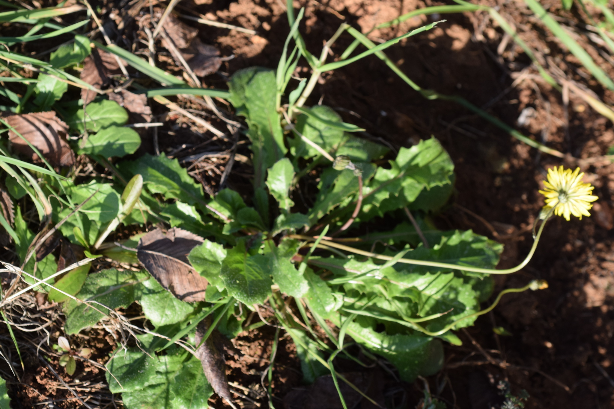 Crepis sancta (L.) Bornm.