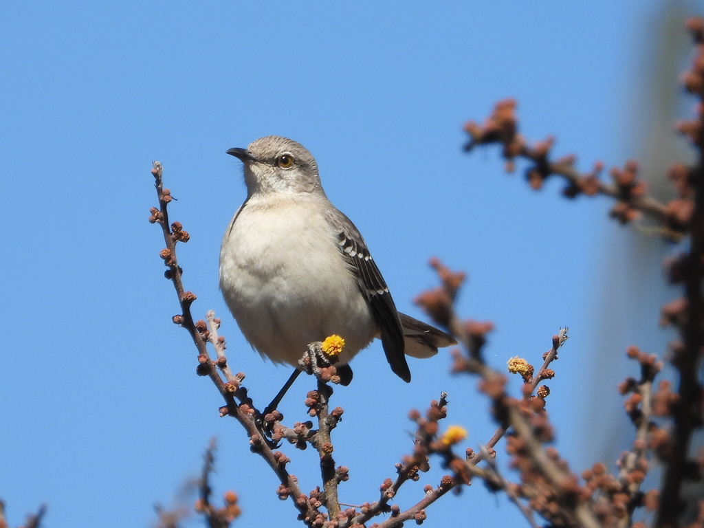 Northern Mockingbird from Zacatecas, Zac., México on January 22, 2023 ...