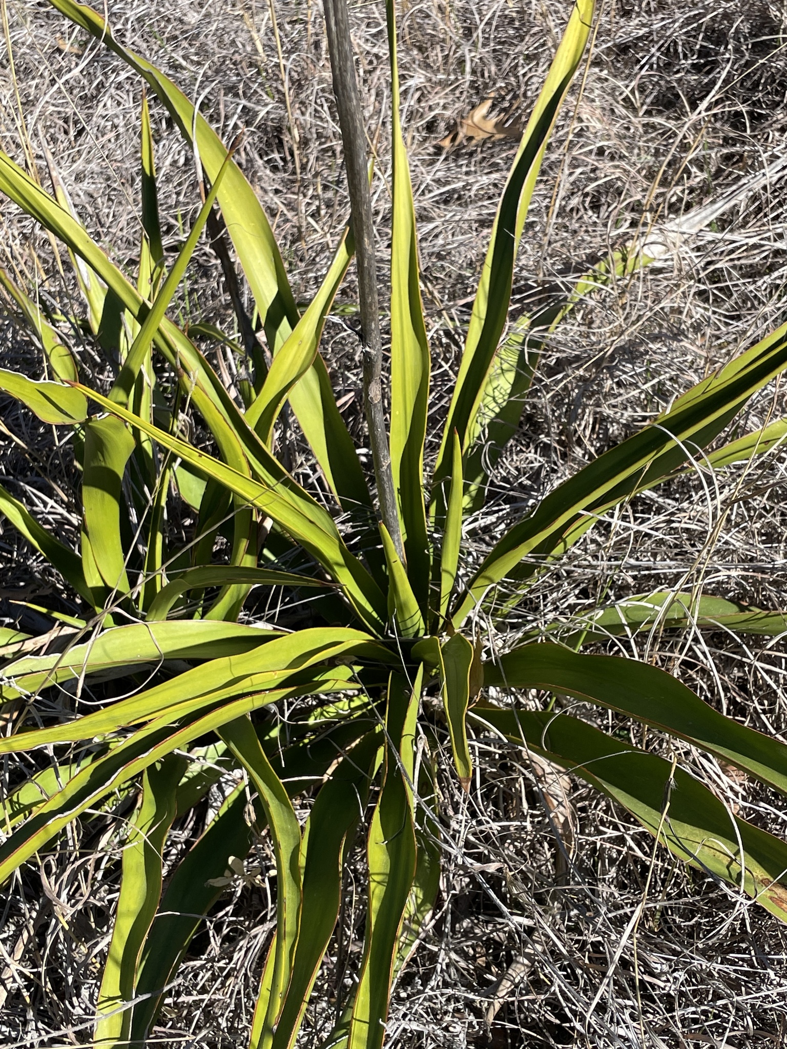 Yucca rupicola Scheele