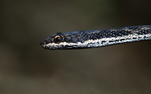 Seychelles Wolf Snake (Lycognathophis seychellensis) - Snakes and Lizards