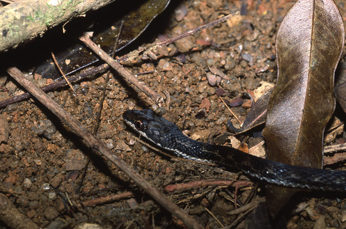 Seychelles Wolf Snake (Lycognathophis seychellensis) - Snakes and Lizards