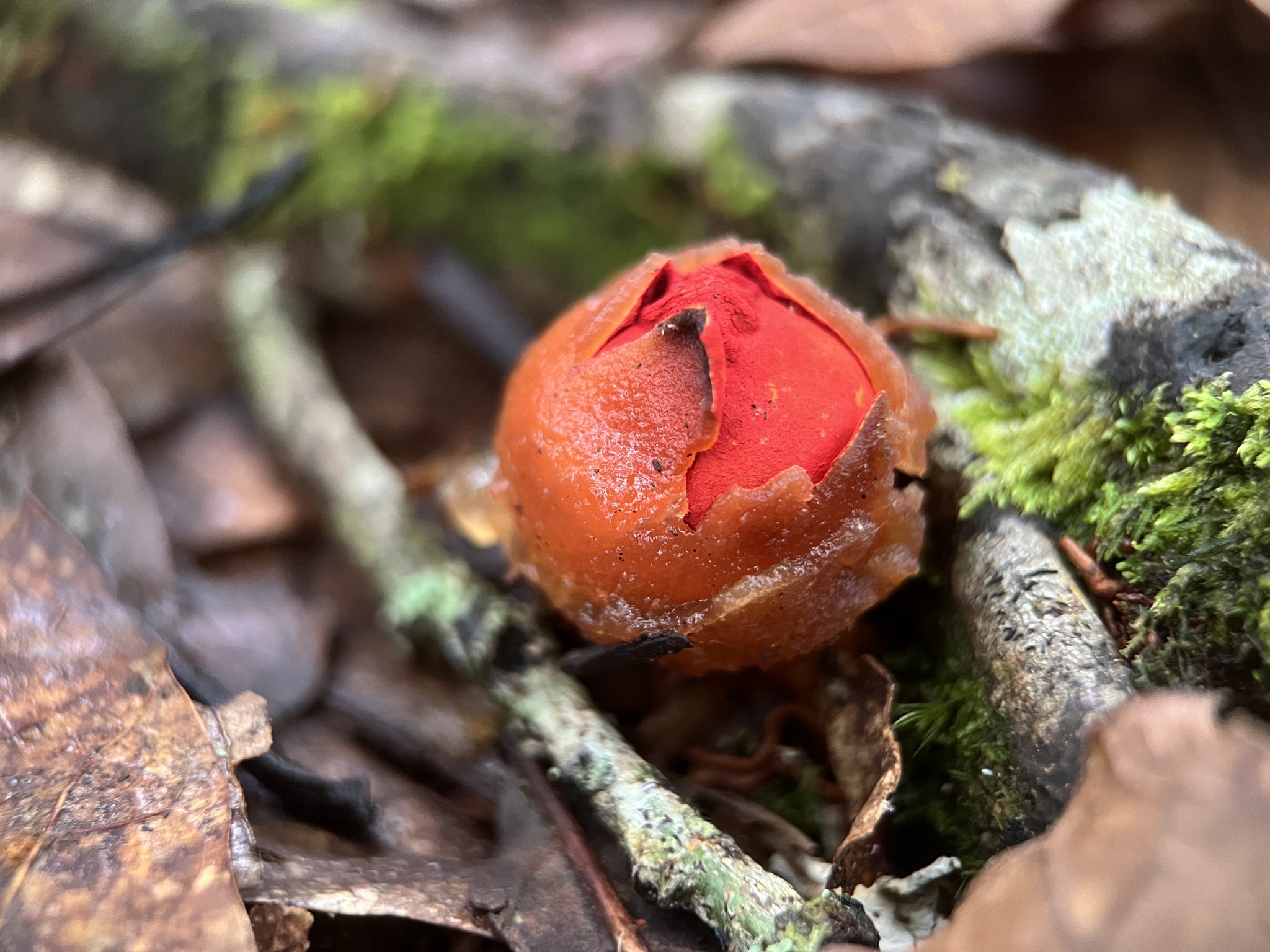 Calostoma Desv.