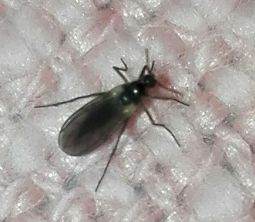 Dark-winged Fungus Gnats from 39040 Vahrn, Autonome Provinz Bozen ...