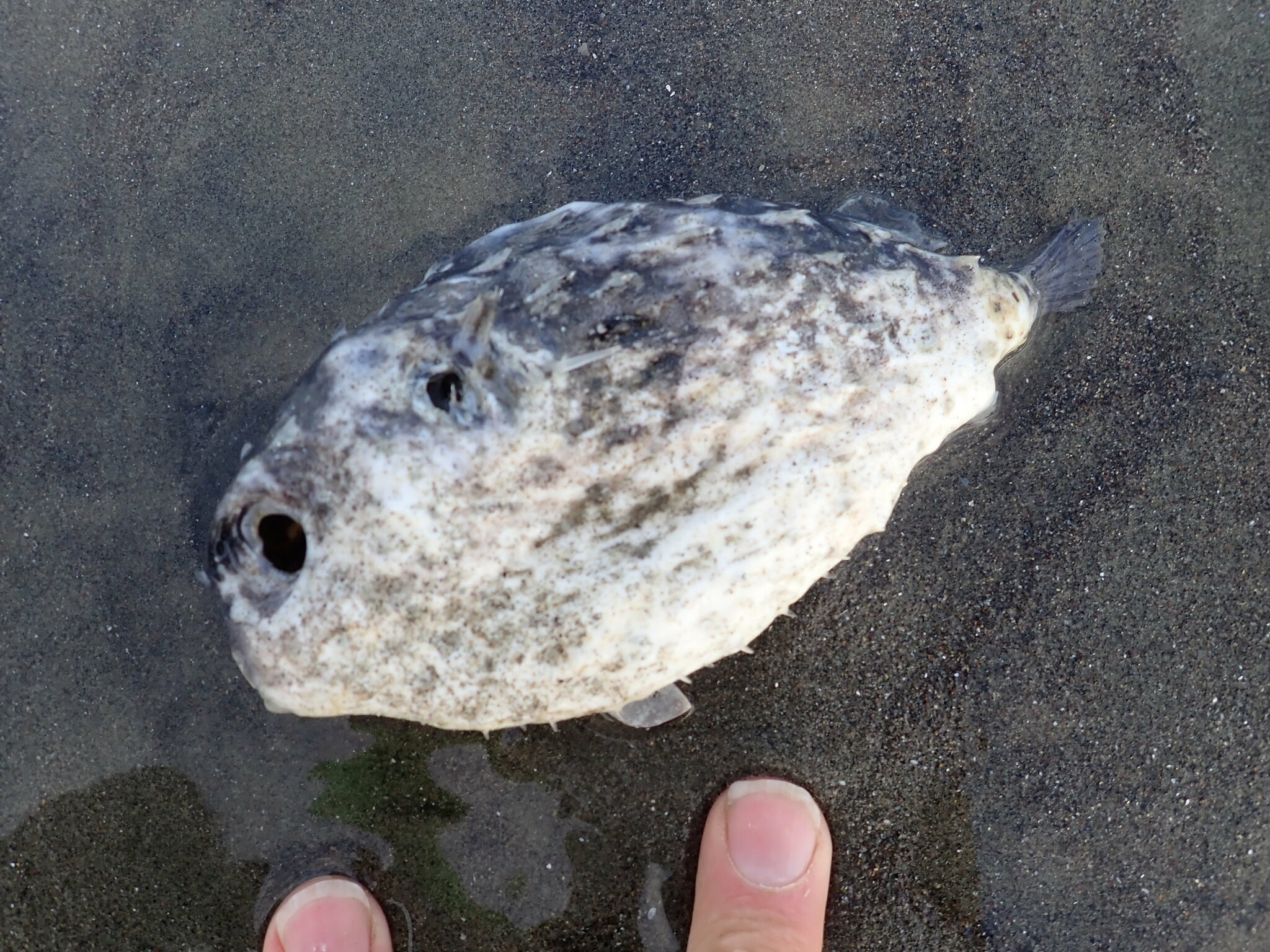 Allomycterus pilatus Whitley, 1931