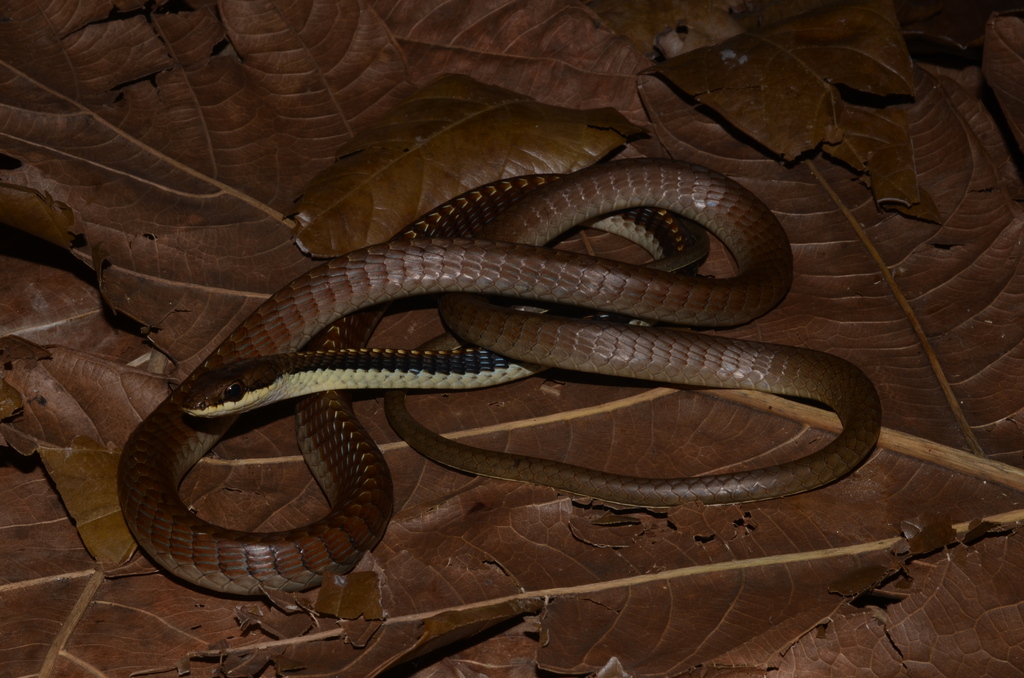 Papuan treesnake (Dendrelaphis papuensis) - Snakes and Lizards