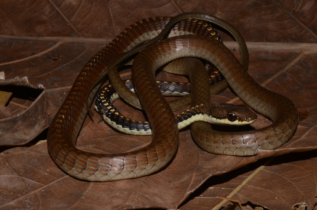 Papuan treesnake (Dendrelaphis papuensis) - Snakes and Lizards