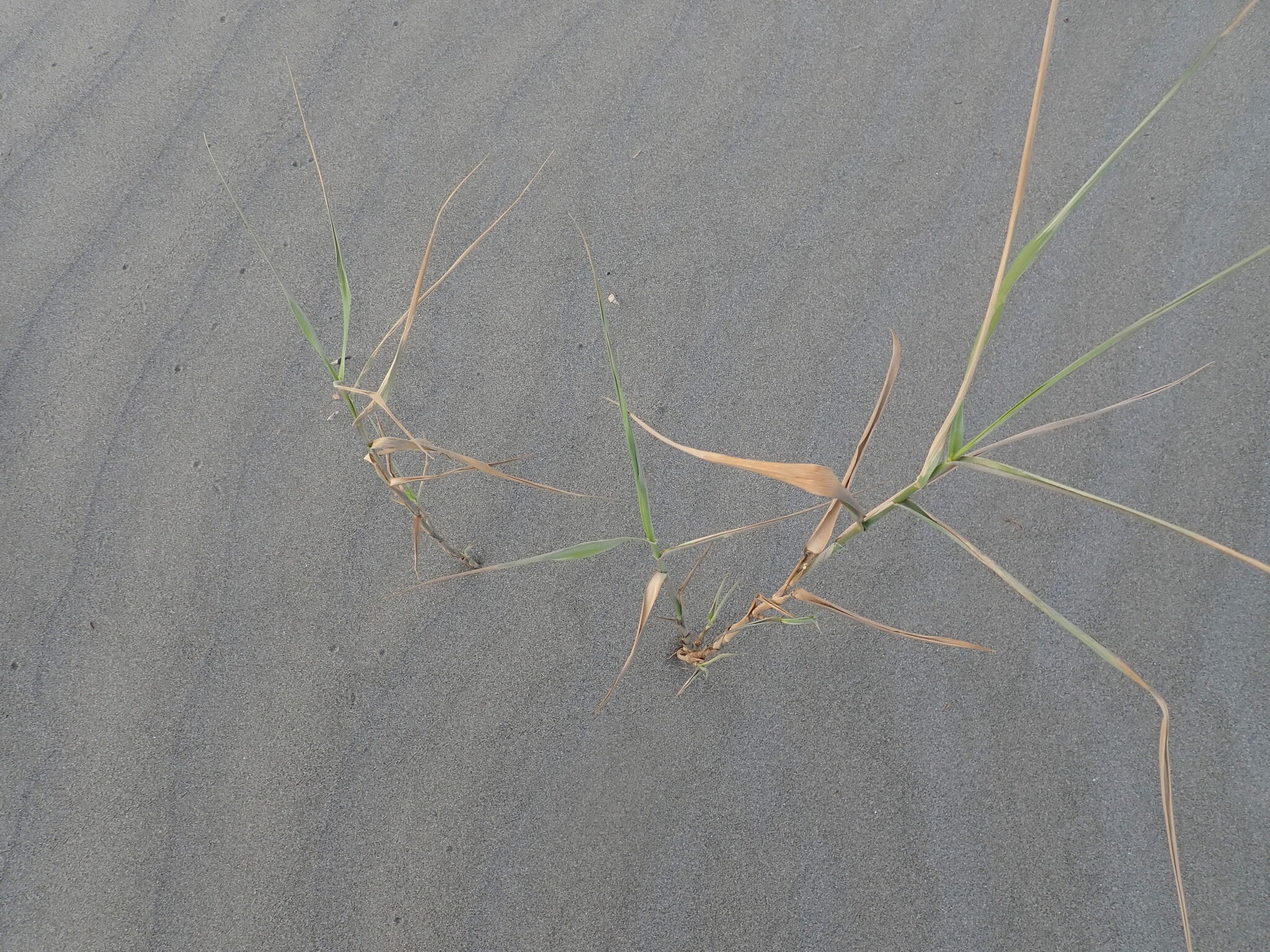 Phragmites karka (Retz.) Trin. ex Steud.