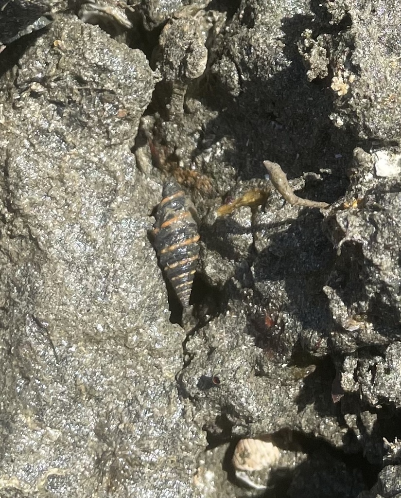 Zonulispira zonulata from Golfo De Panamá, Provincia de Panamá, PA on ...