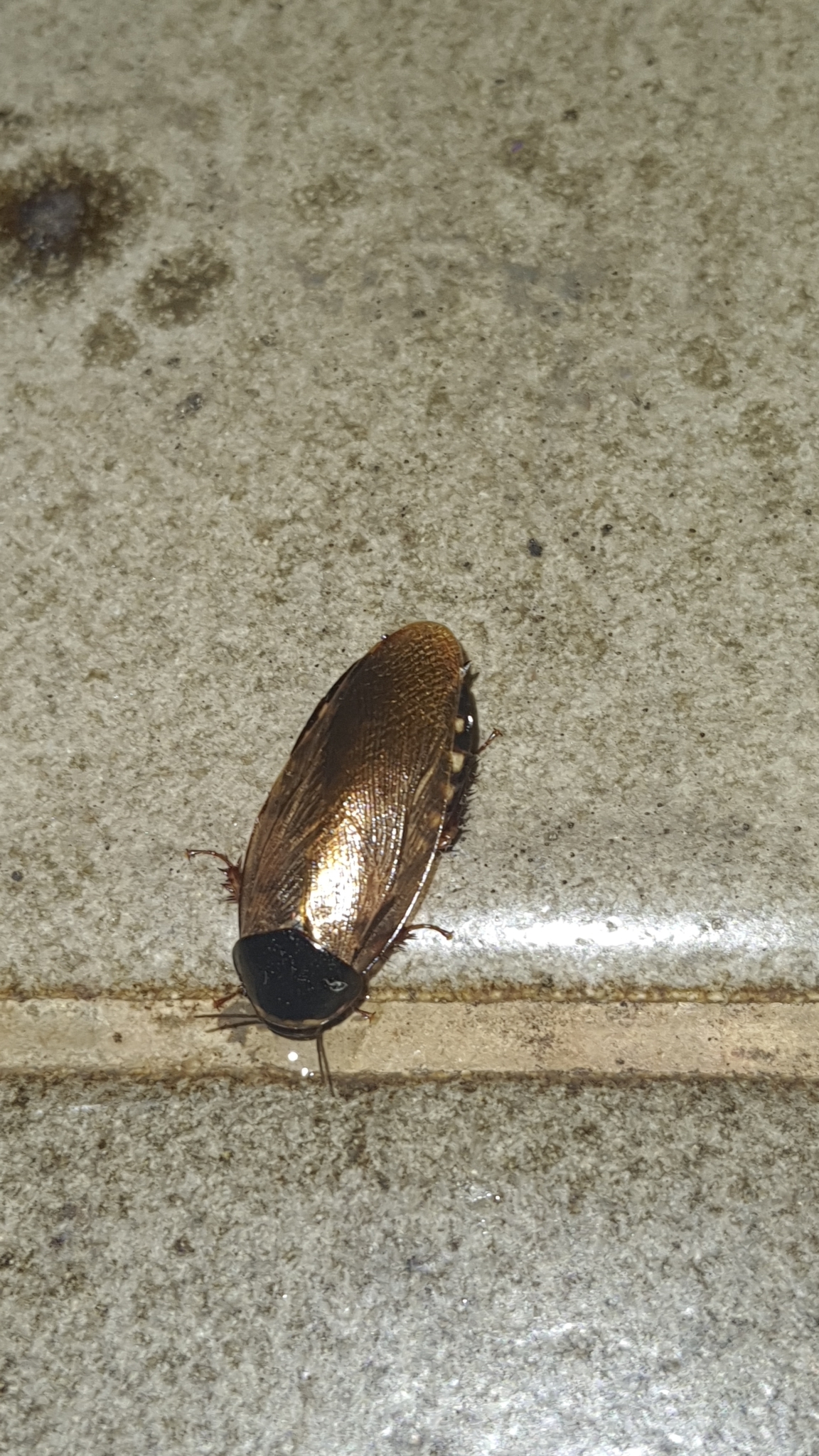 Pycnoscelus surinamensis (Linnaeus, 1758)