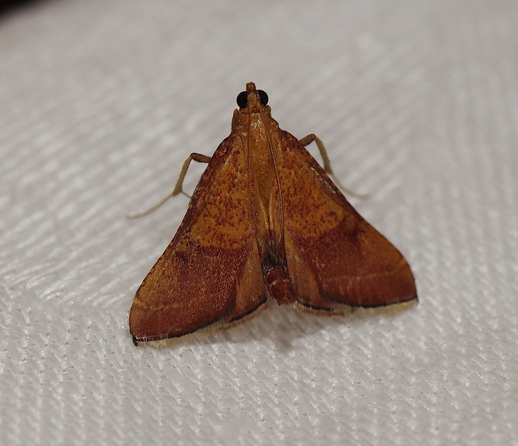 Endotricha pyrosalis from Witta QLD 4552, Australia on January 22, 2023 ...