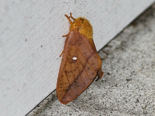 Orange-tipped Oakworm Moth from Manorville, NY 11949, USA on July 14 ...