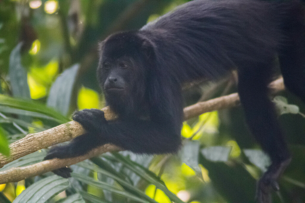 Yucatán Black Howler Monkey from Carr. Zona Arqueológica " Palenque ...