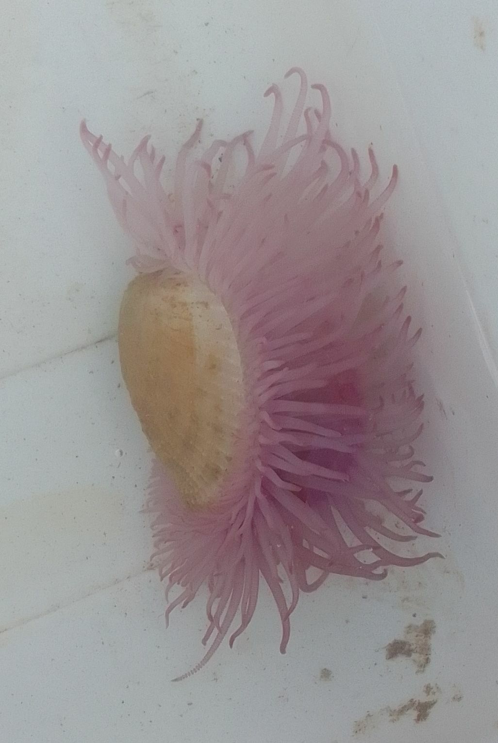 Limaria tuberculata (Olivi, 1792)