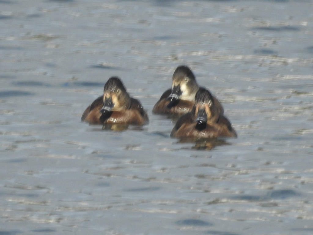 Ring-necked Duck from Worcester County, MD, USA on January 21, 2023 at ...