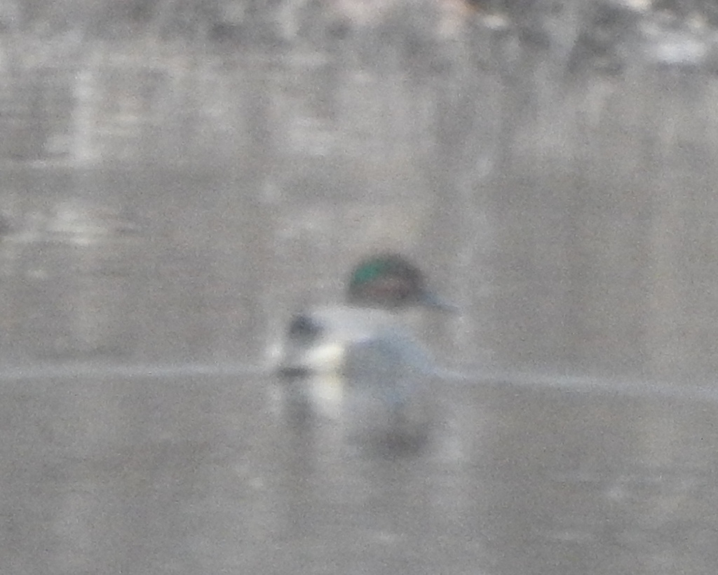 Green-winged Teal from Caroline County, MD, USA on January 21, 2023 at ...