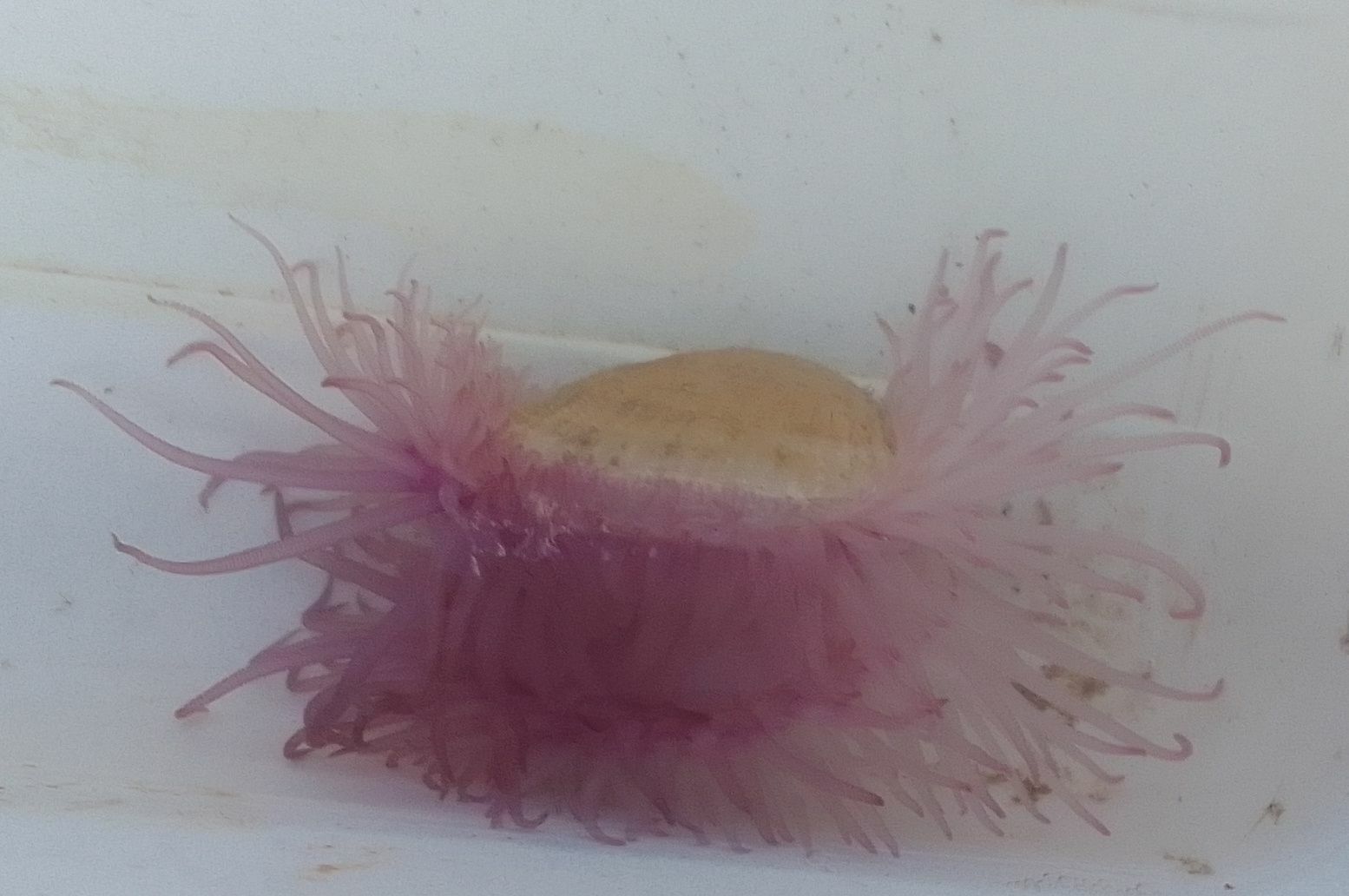 Limaria tuberculata (Olivi, 1792)