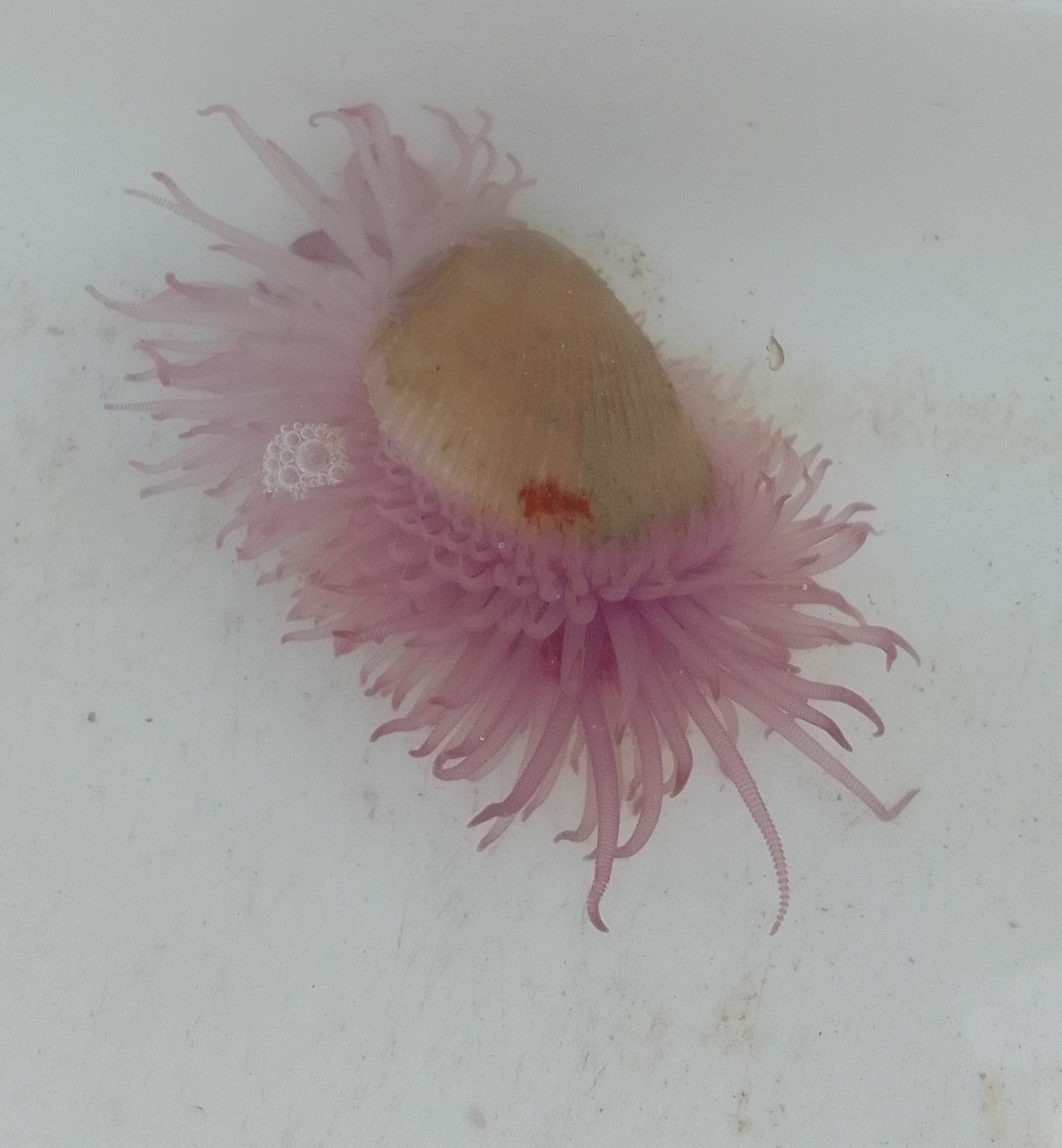 Limaria tuberculata (Olivi, 1792)