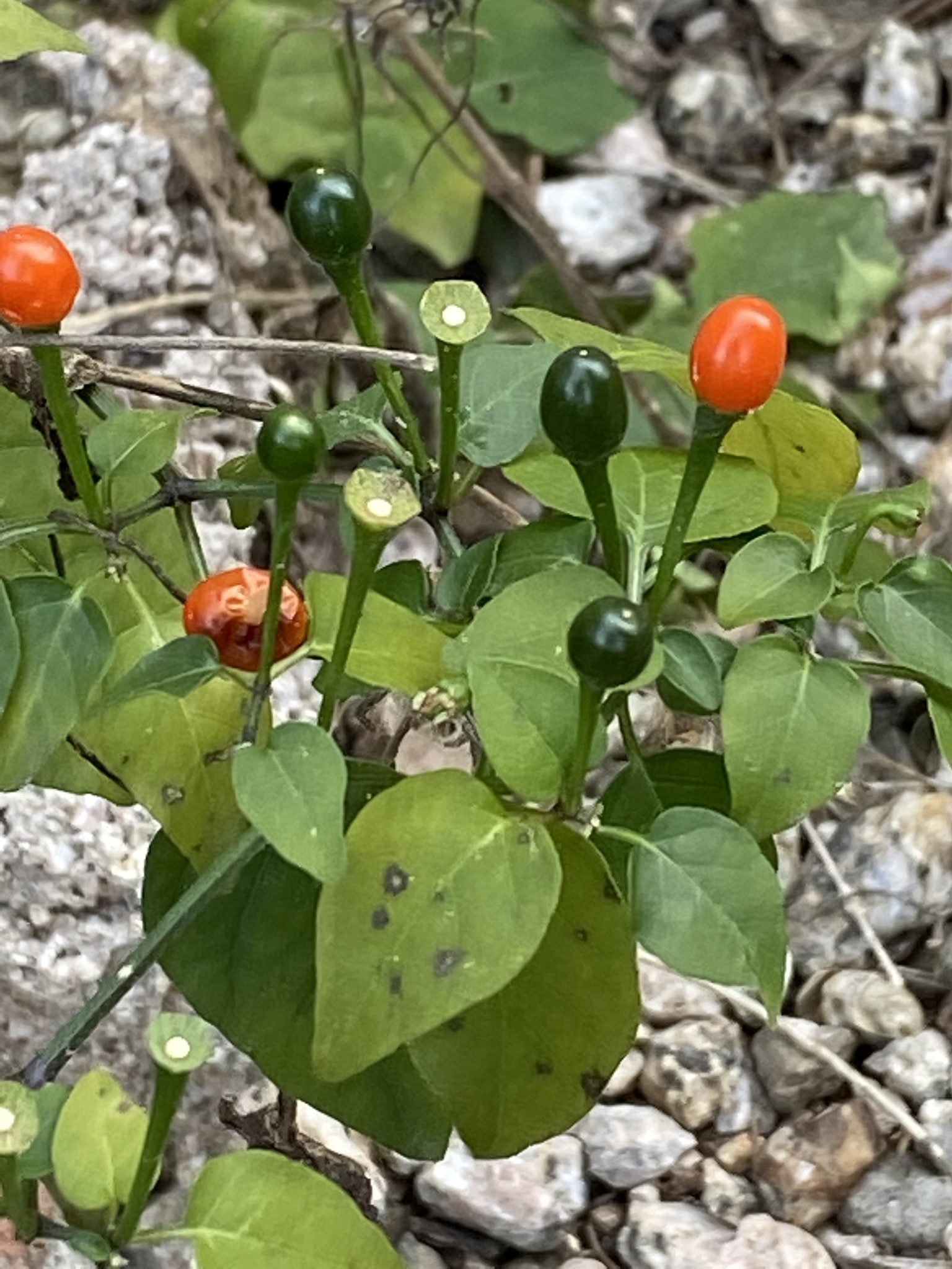 Capsicum annuum L.