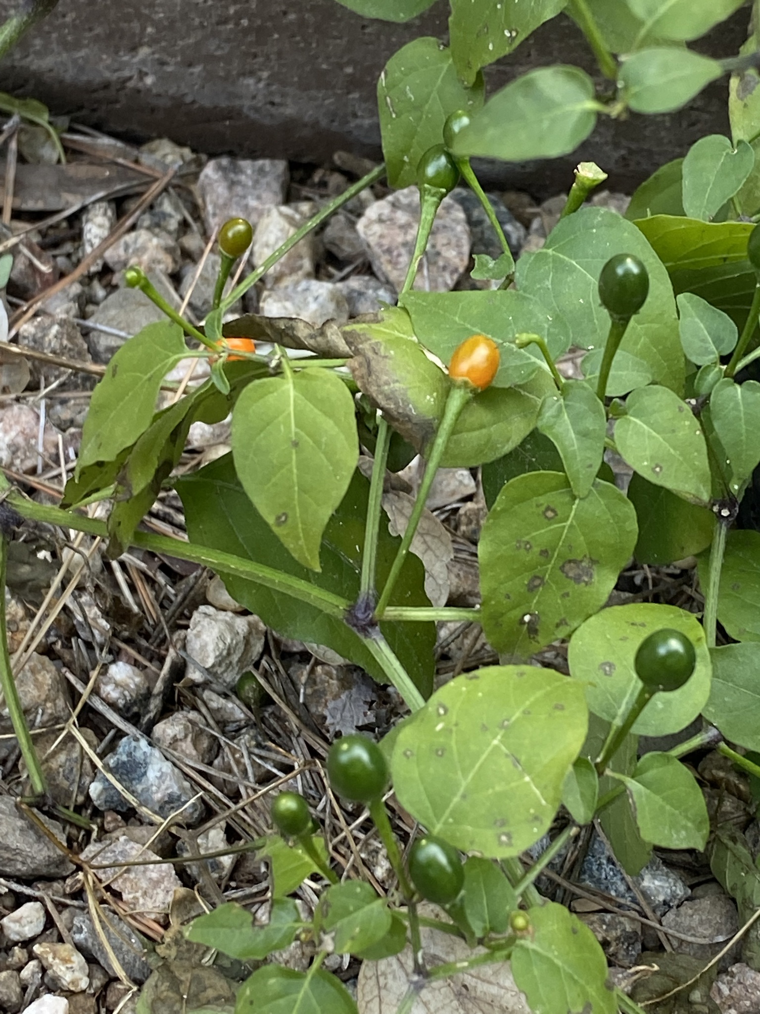 Capsicum annuum L.