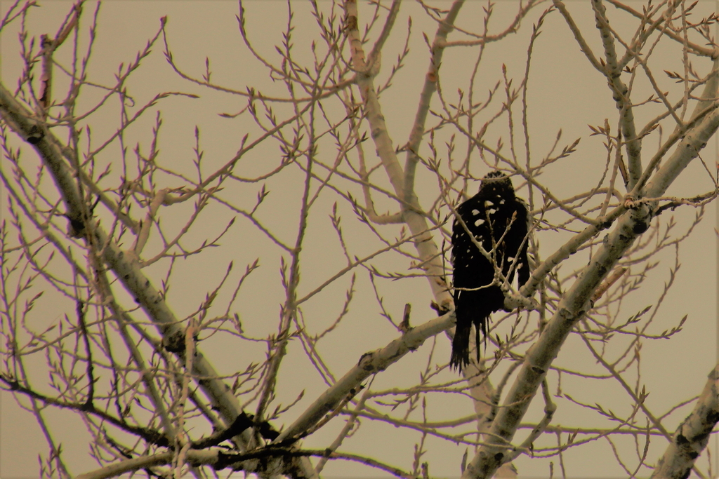 Cooper's Hawk from Fruitdale, Wheat Ridge, CO 80033, USA on January 21 ...