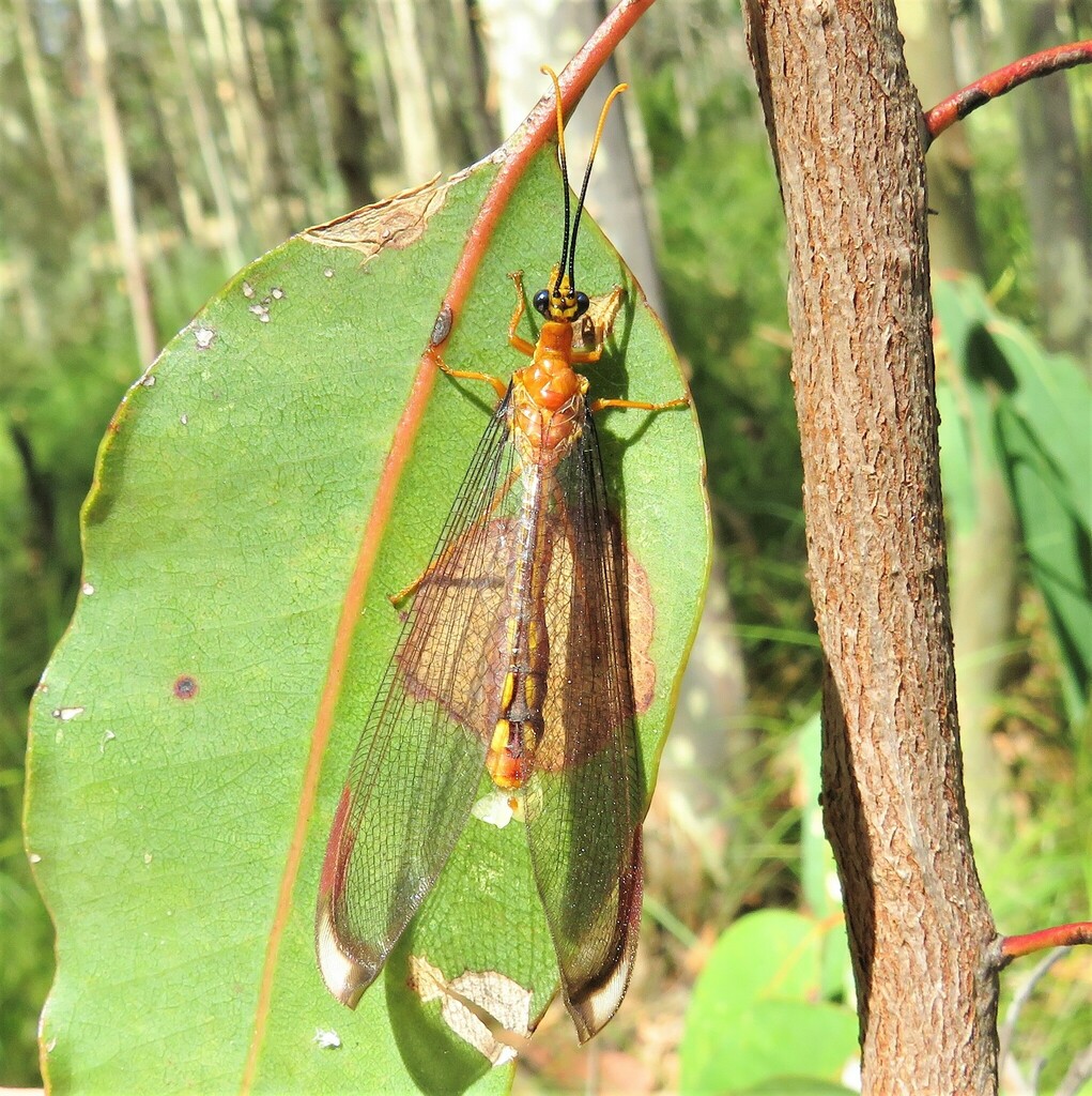 Blue Eyes Lacewing from Bermagui NSW 2546, Australia on January 21 ...