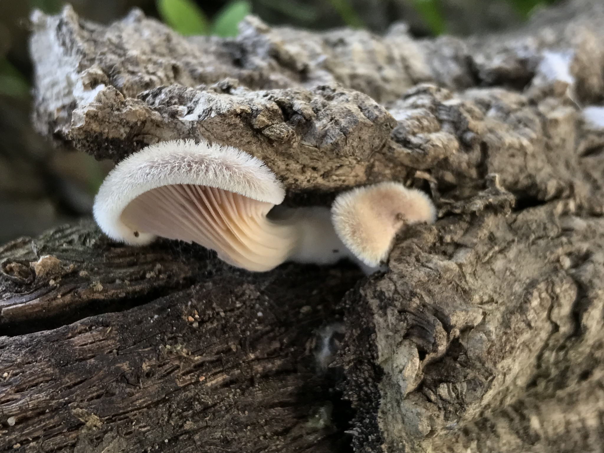 Panus neostrigosus Drechsler-Santos & Wartchow