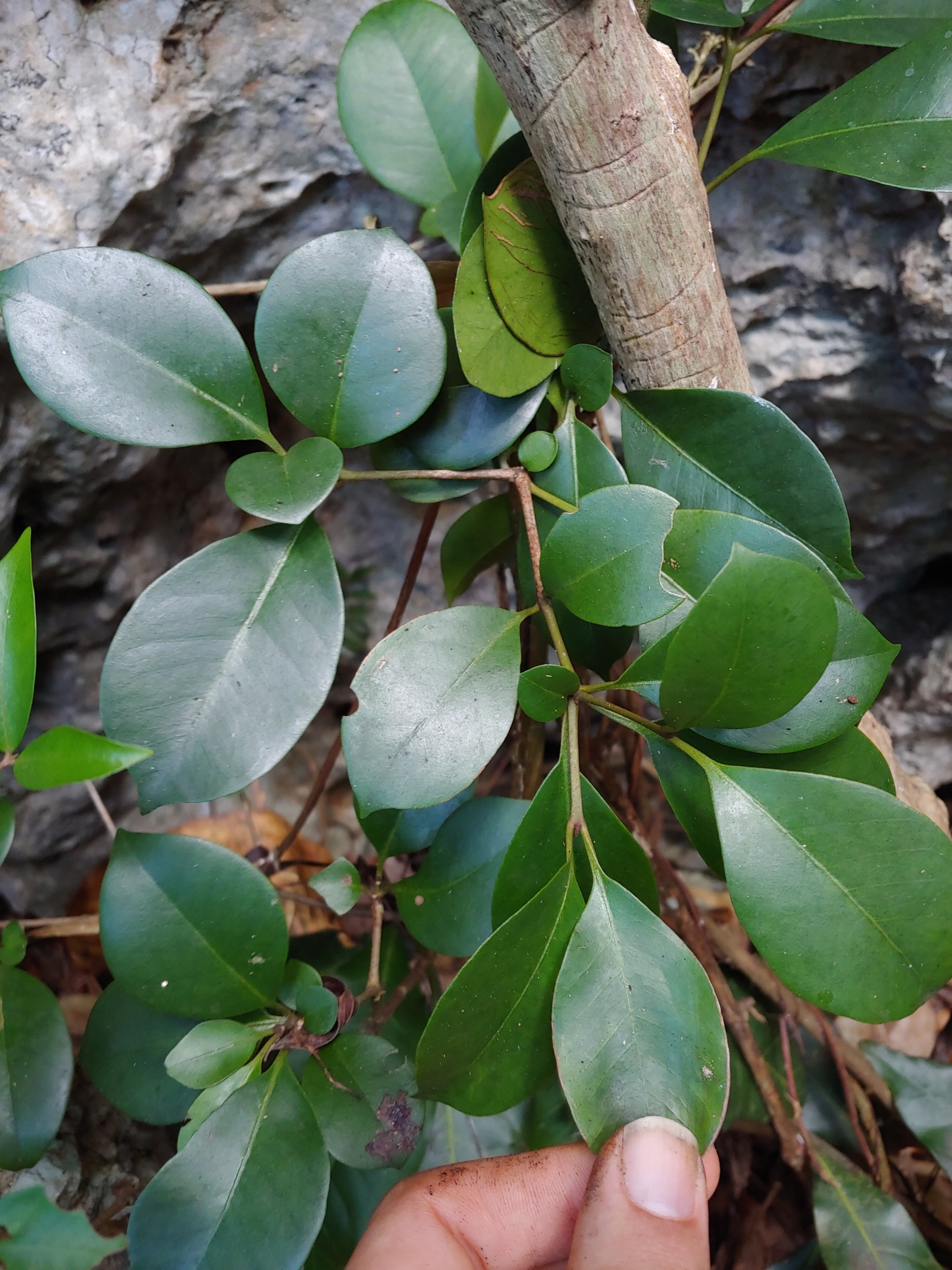 Guapira fragrans (Dum.Cours.) Little