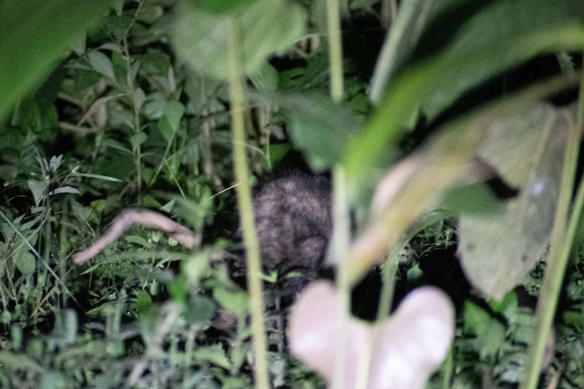 Didelphis marsupialis Linnaeus, 1758