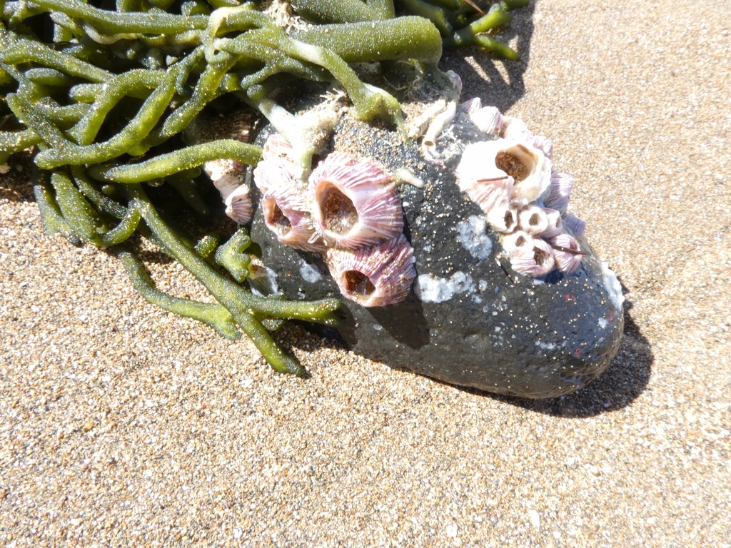 Triangle Barnacle from Te Puru, New Zealand on January 23, 2023 at 08: ...