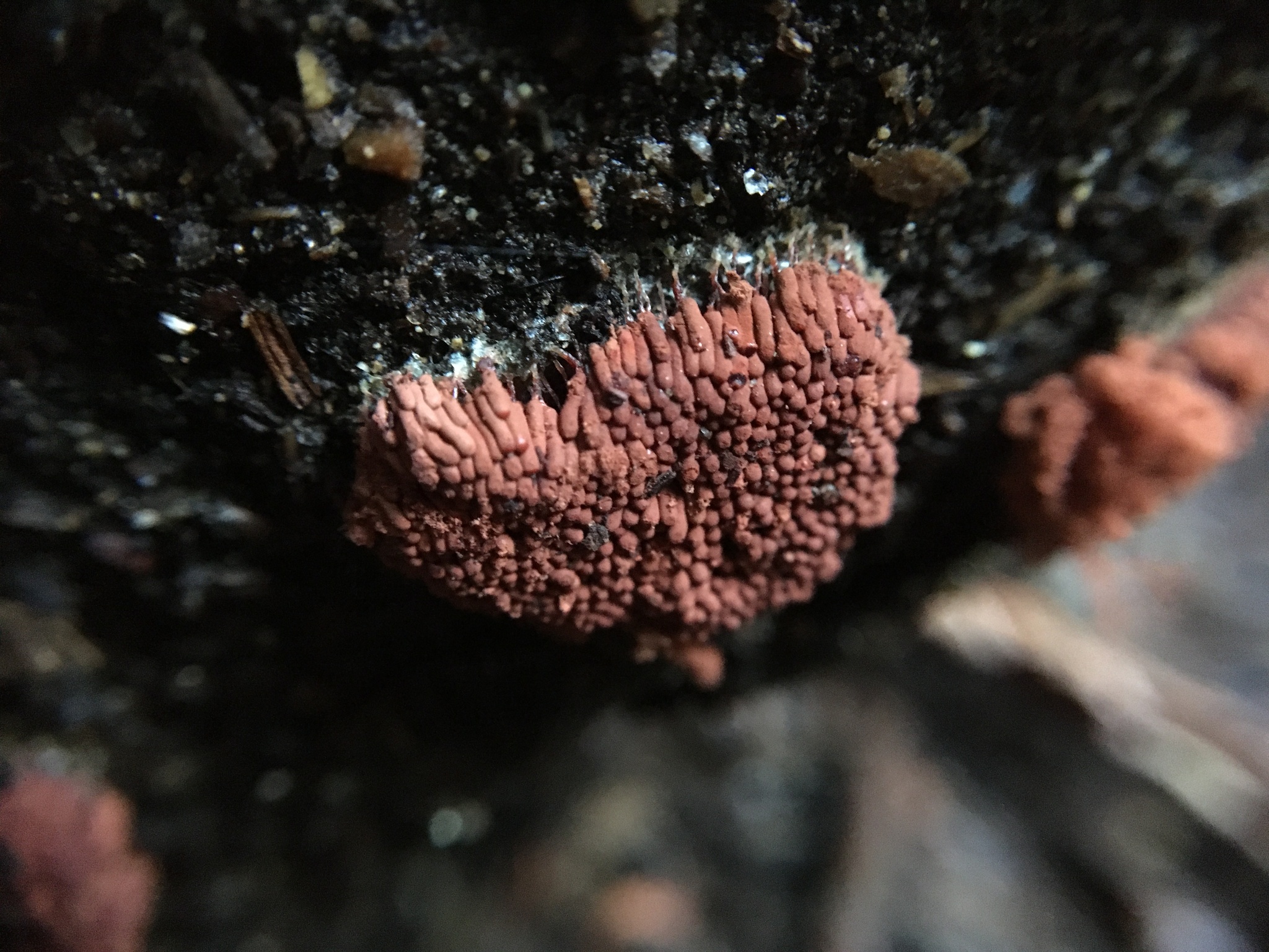 Stemonitis splendens Rostaf., 1874