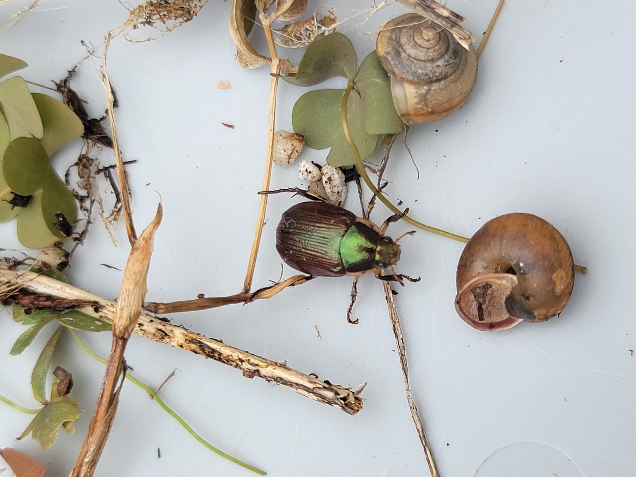 Callistethus marginatus (Fabricius, 1792)