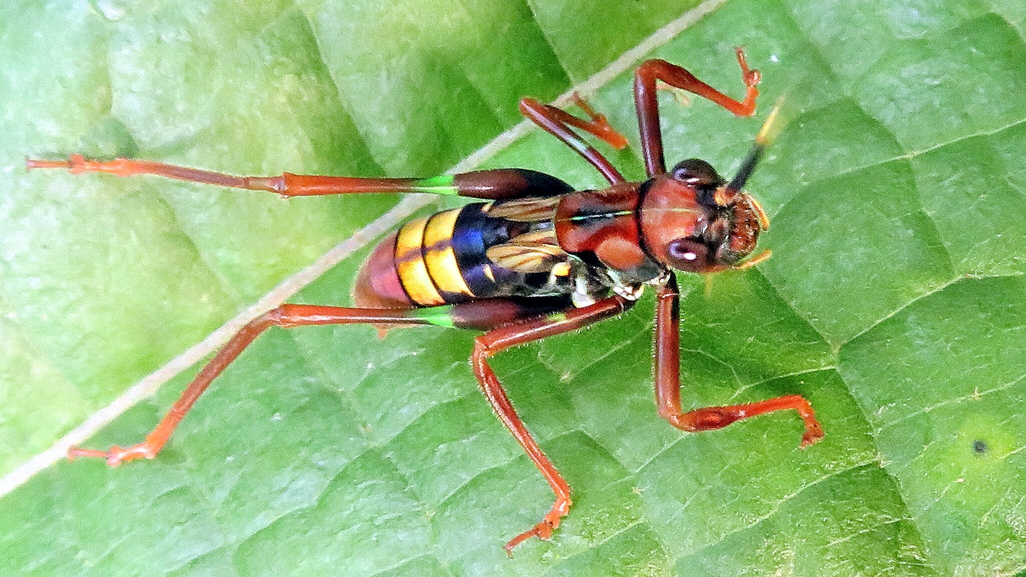 Scaphura nigra (Thunberg, 1824)