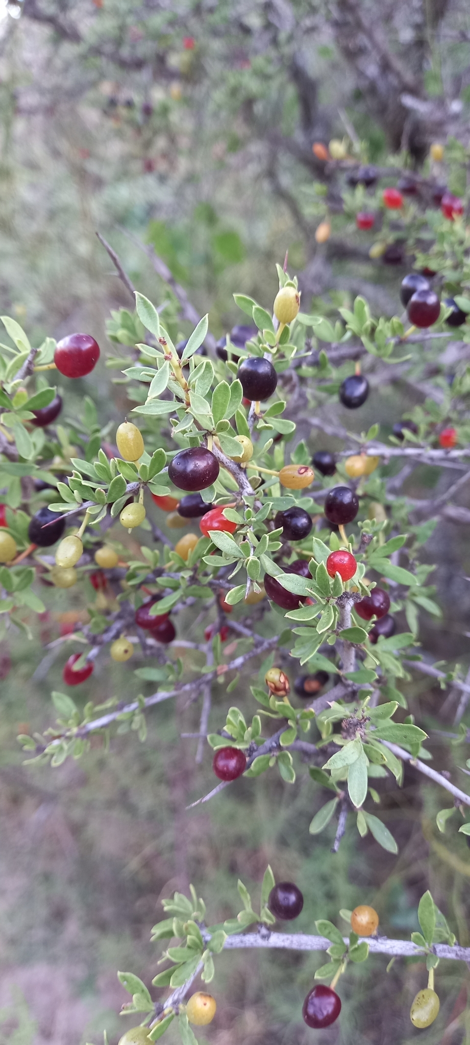 Condalia microphylla Cav.