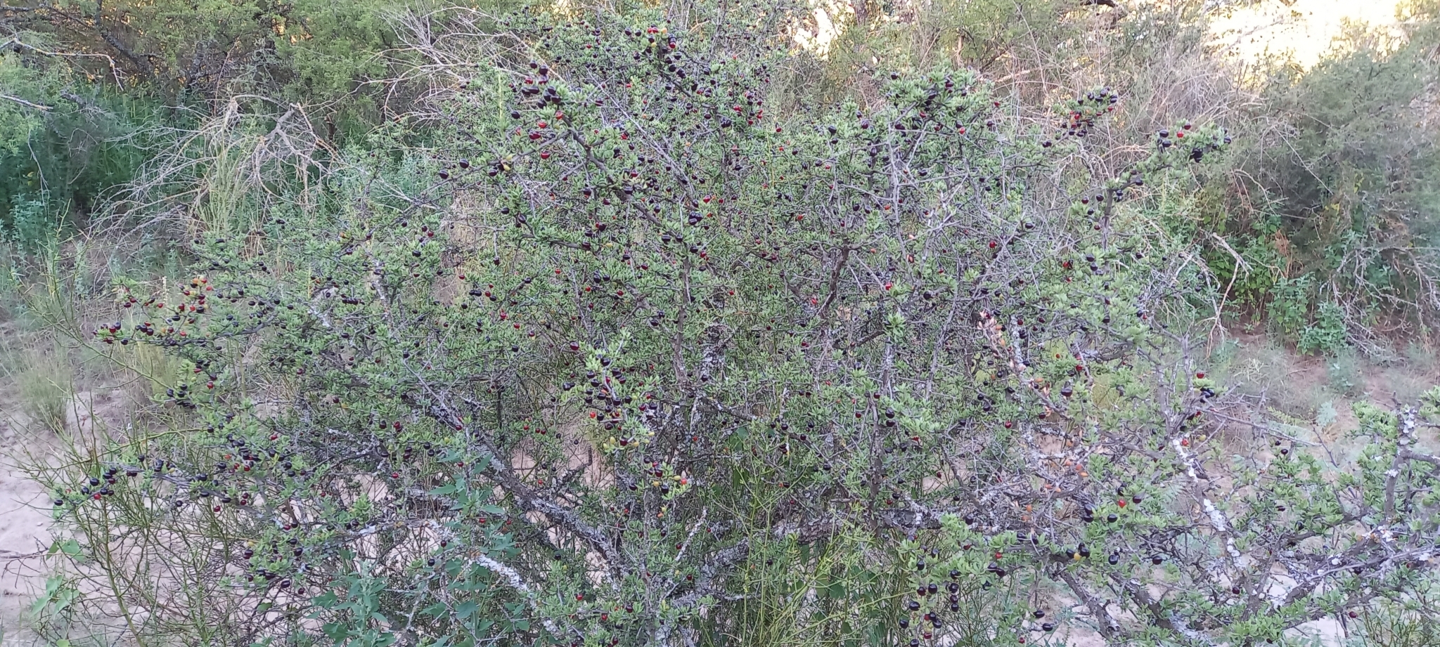 Condalia microphylla Cav.