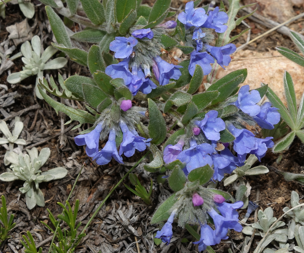 Shortstyle Bluebells from Jackson County, CO, USA on June 01, 2019 at ...