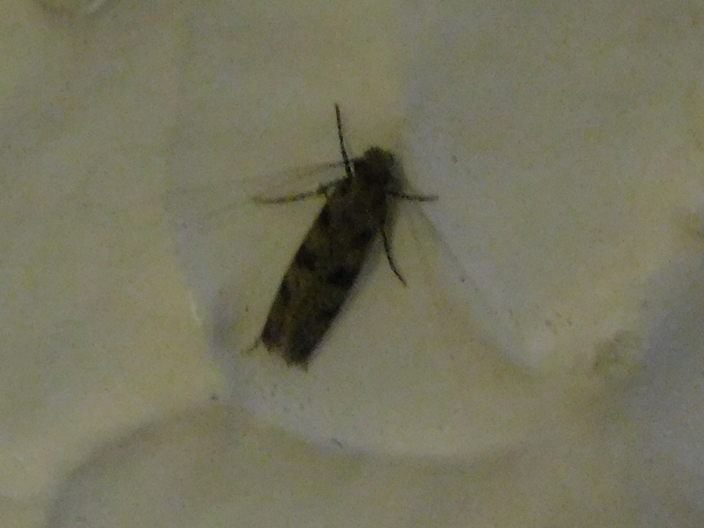 Phereoeca in September 2018 by Jade Fortnash · iNaturalist