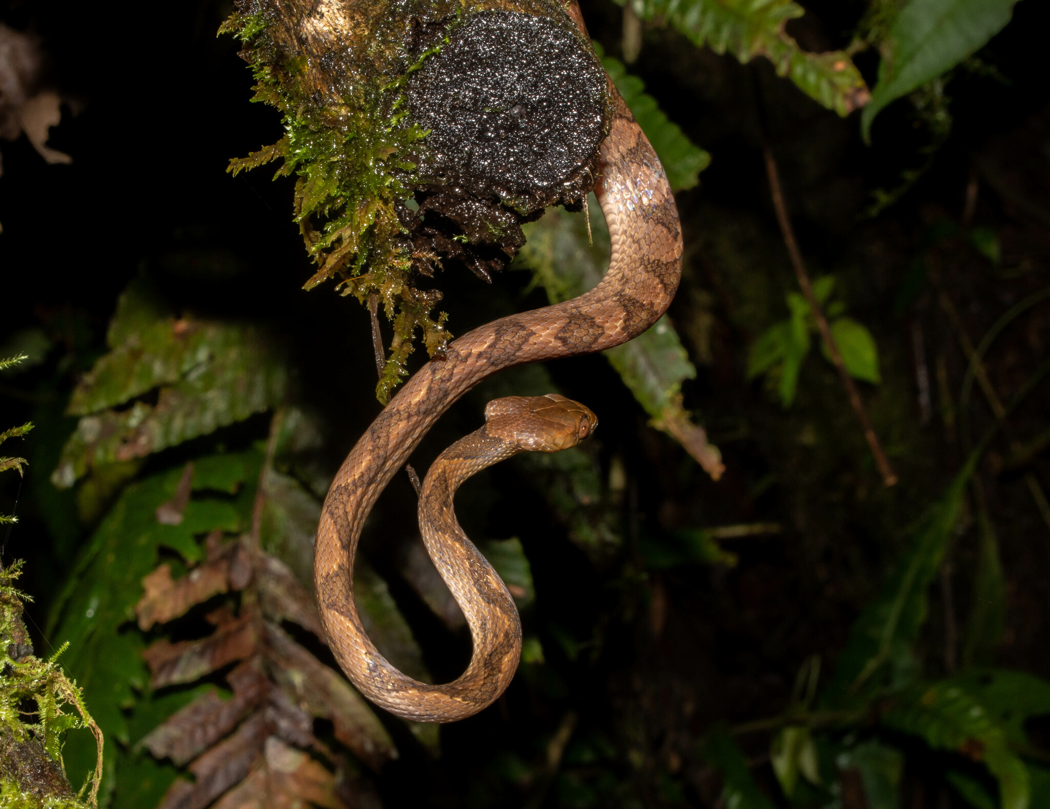 Leptodeira ornata (Bocourt, 1884)