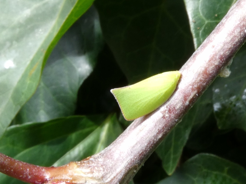 Torpedo Bug from Te Puru, New Zealand on January 23, 2023 at 09:19 AM ...