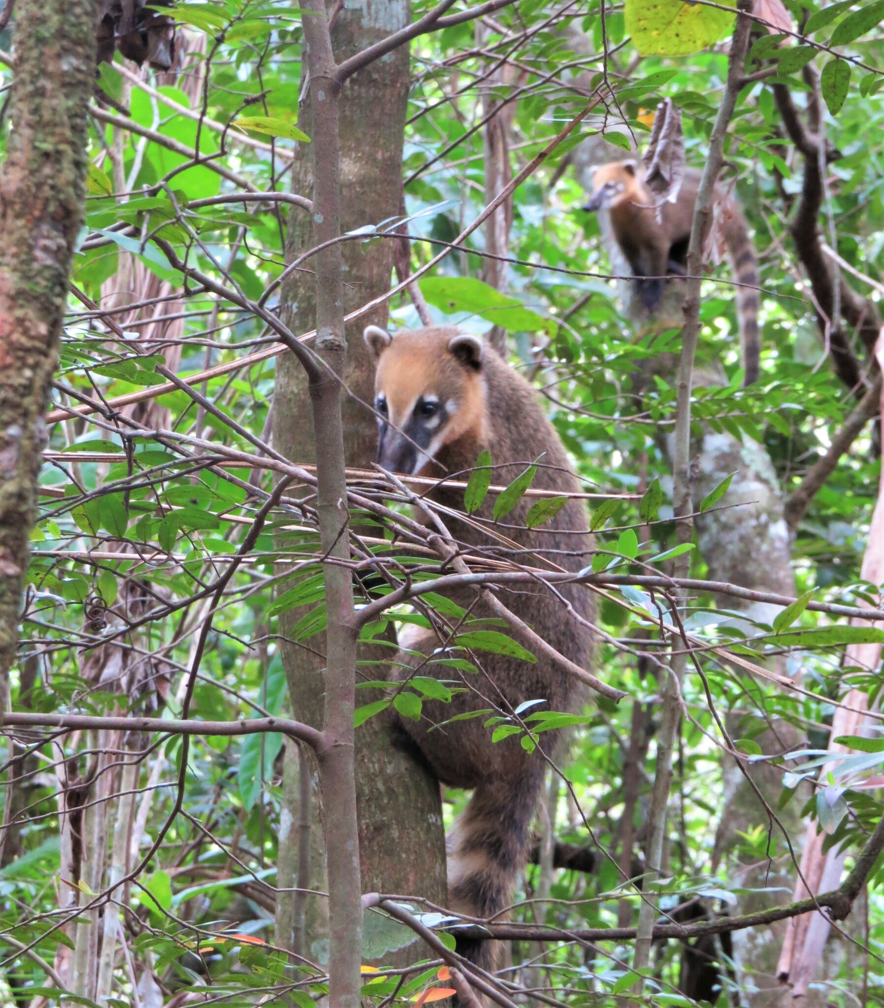 Nasua nasua (Linnaeus, 1766)