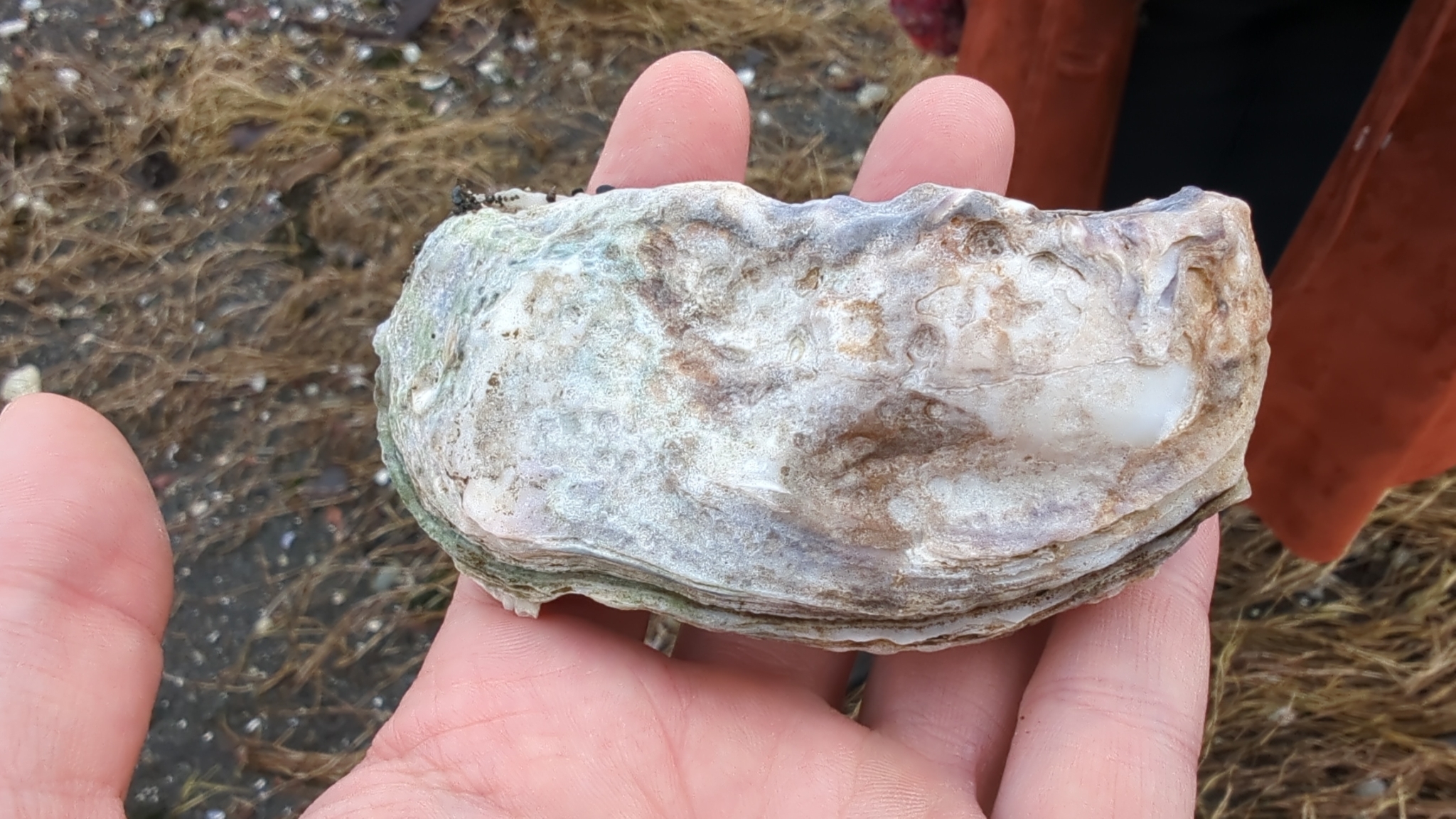 Magallana gigas (Thunberg, 1793)