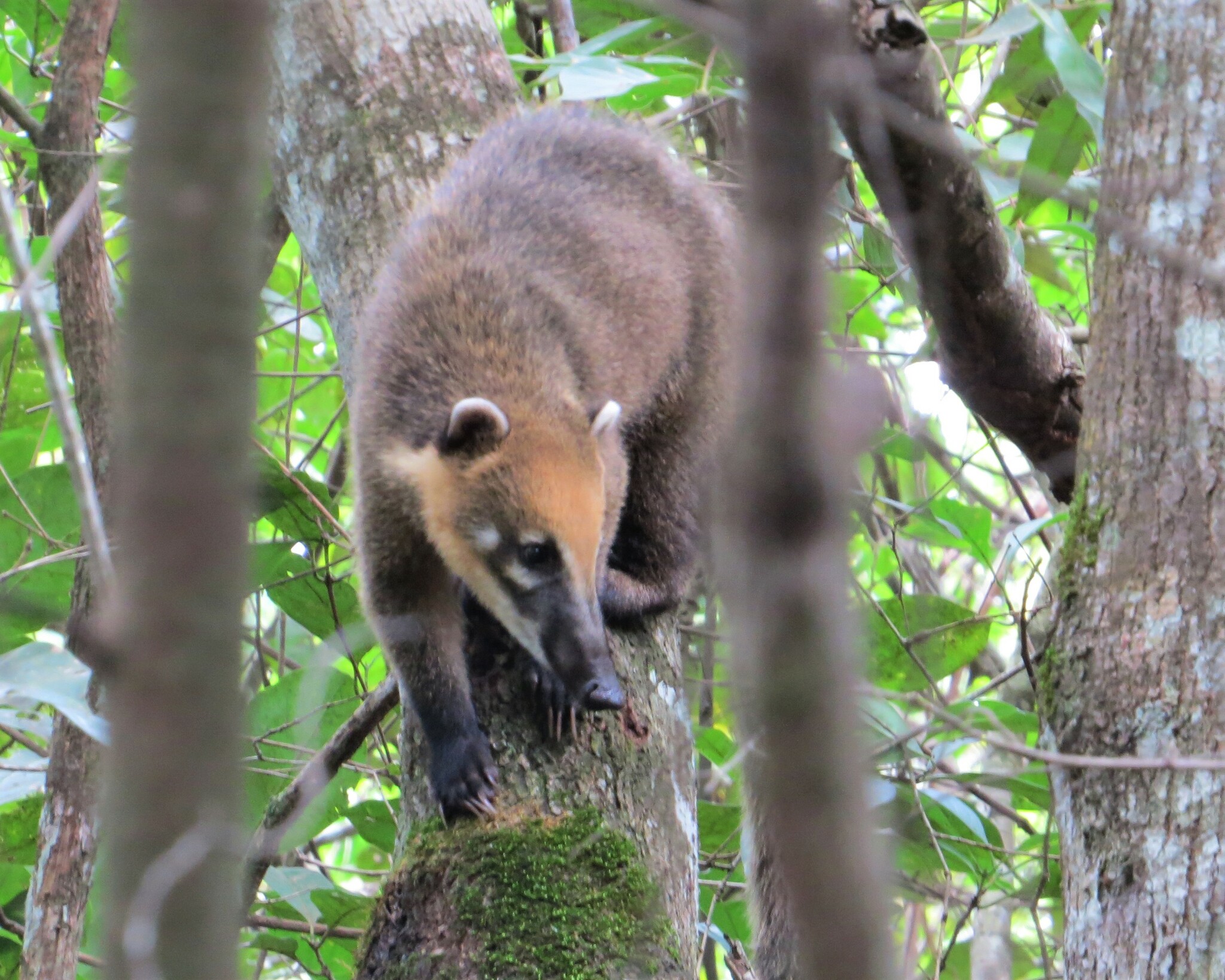 Nasua nasua (Linnaeus, 1766)