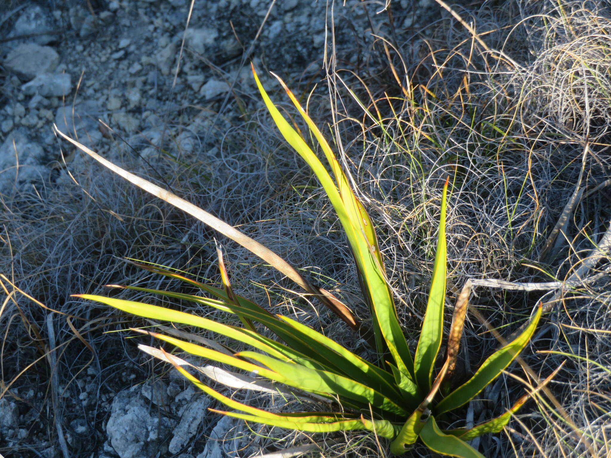 Yucca rupicola Scheele