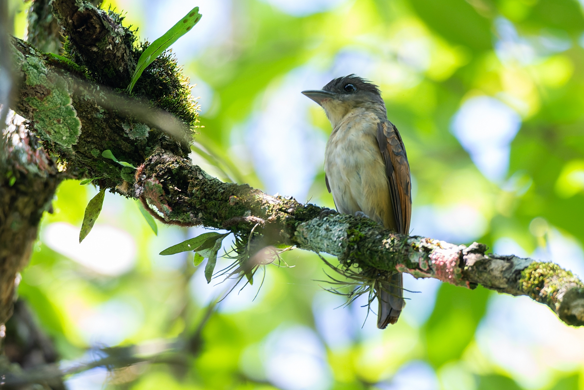 Pachyramphus validus (Lichtenstein, 1823)
