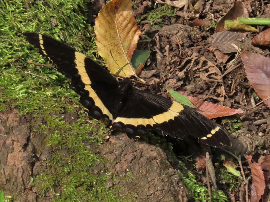 Magnificent Swallowtail from Avandaro, Valle de Bravo, Méx., Mexico on ...